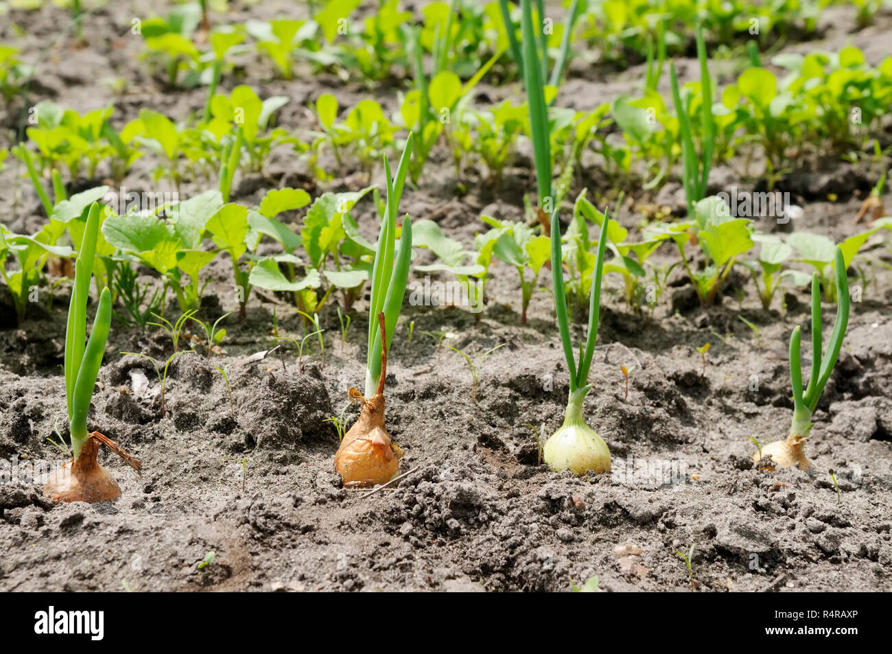 Allium cepa sets hi-res stock photography and images - Alamy