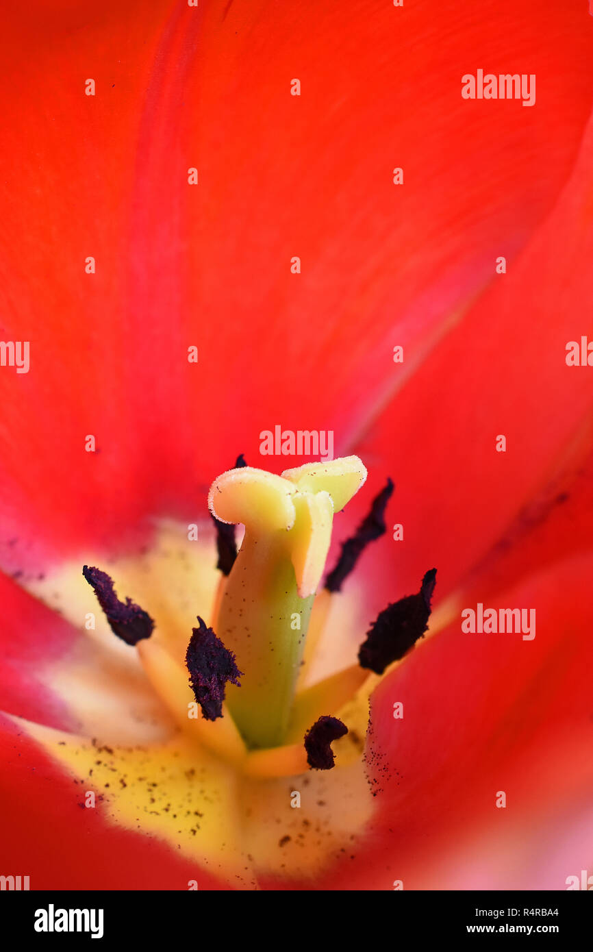 Tulip stamen pistil macro hi-res stock photography and images - Alamy