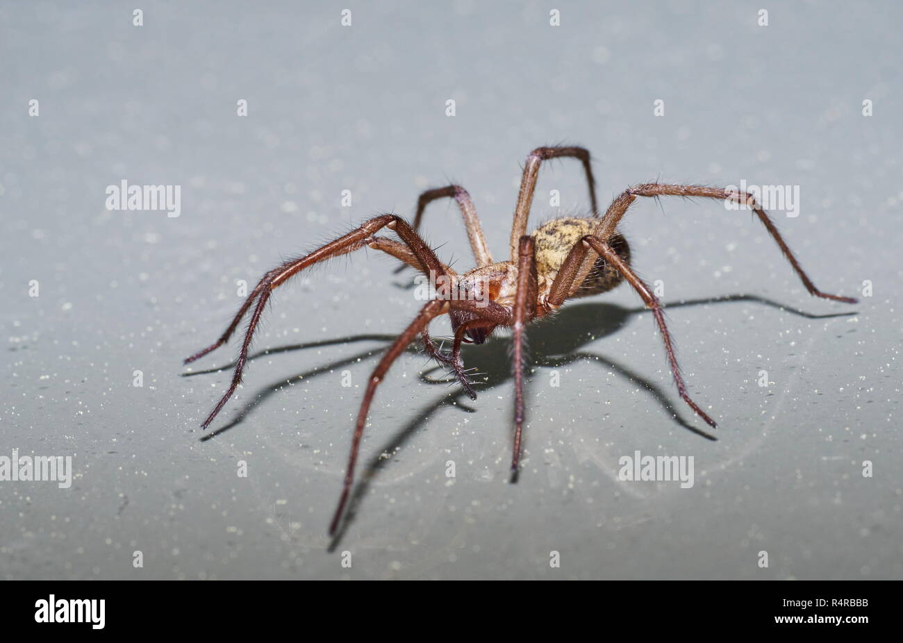 Hauswinkelspinne hi-res stock photography and images - Alamy