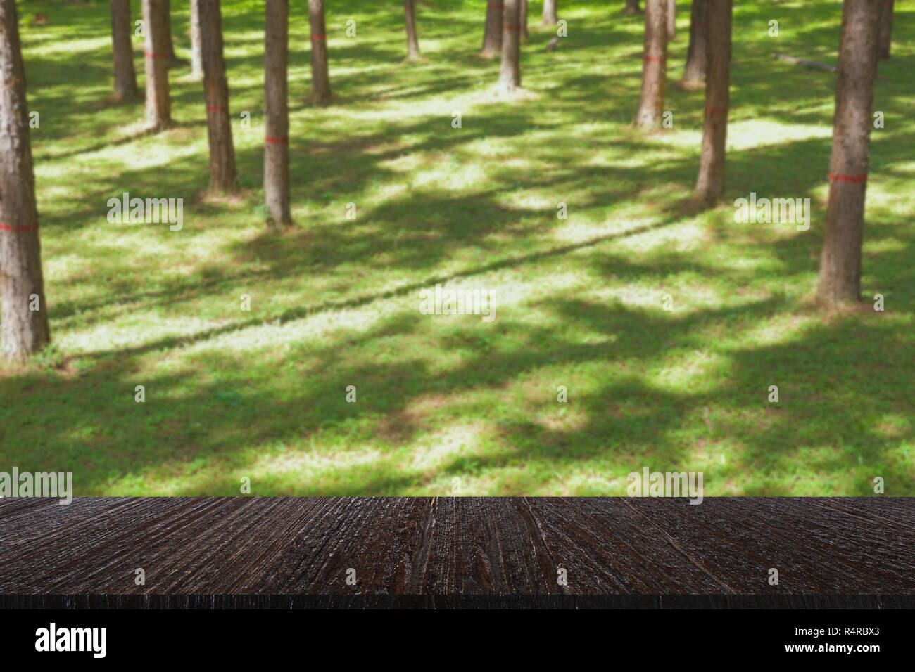 pine tree trunk in coniferous forest woodland with wood table for ...
