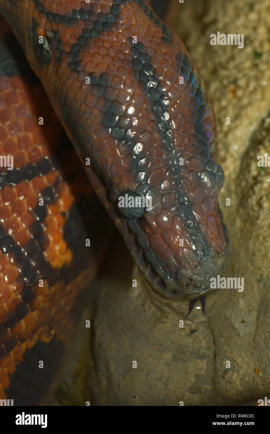 rainbow aboa while drinking Stock Photo - Alamy