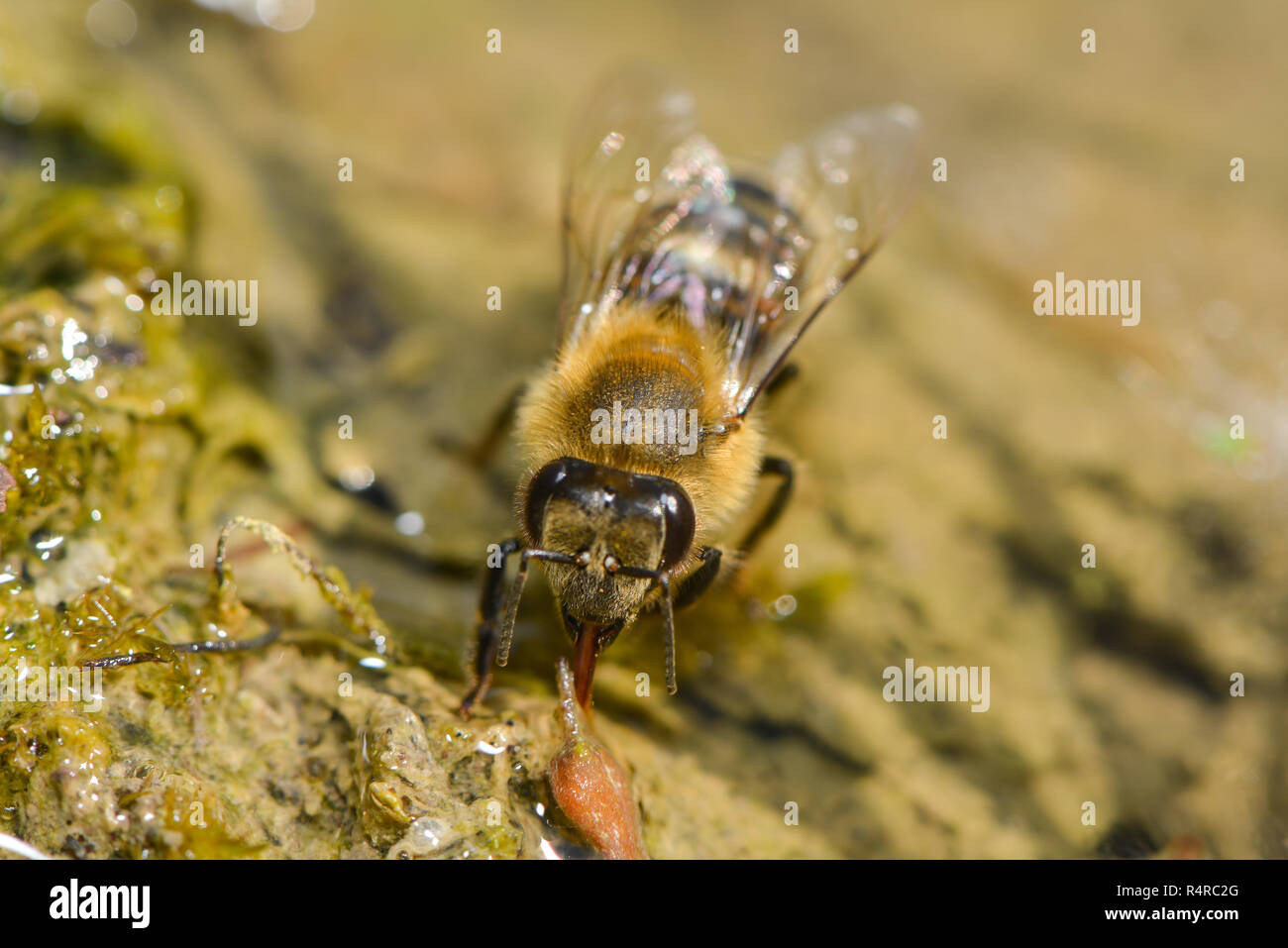 Stream insect hi-res stock photography and images - Alamy