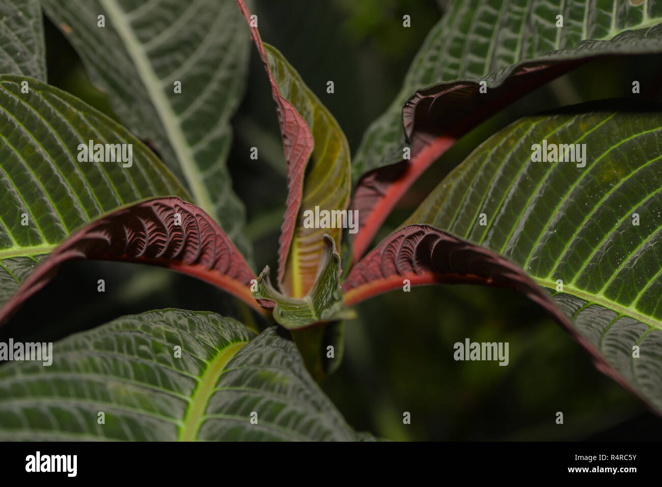 Ridged leaves hi-res stock photography and images - Alamy