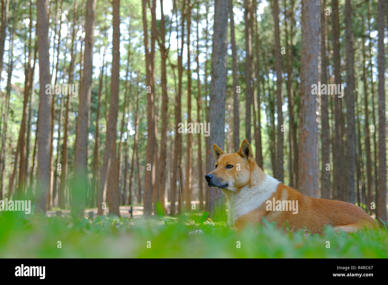 dog lying resting in autumn pine tree forest Stock Photo - Alamy