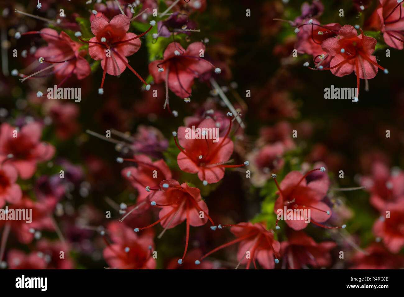 Adderhead hi-res stock photography and images - Alamy