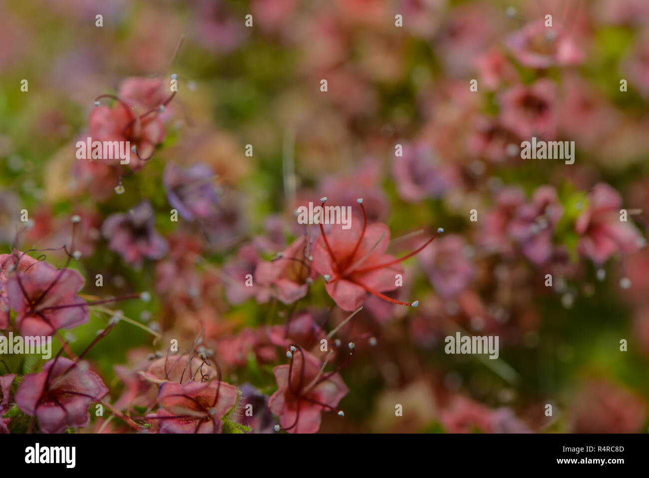 Adderhead hi-res stock photography and images - Alamy