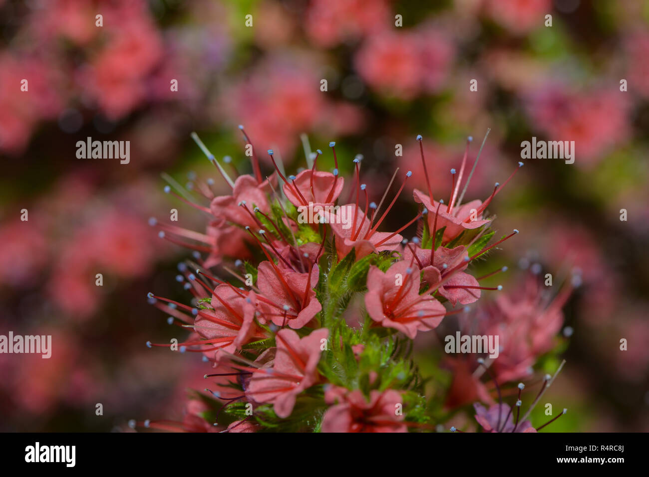 Adderhead hi-res stock photography and images - Alamy