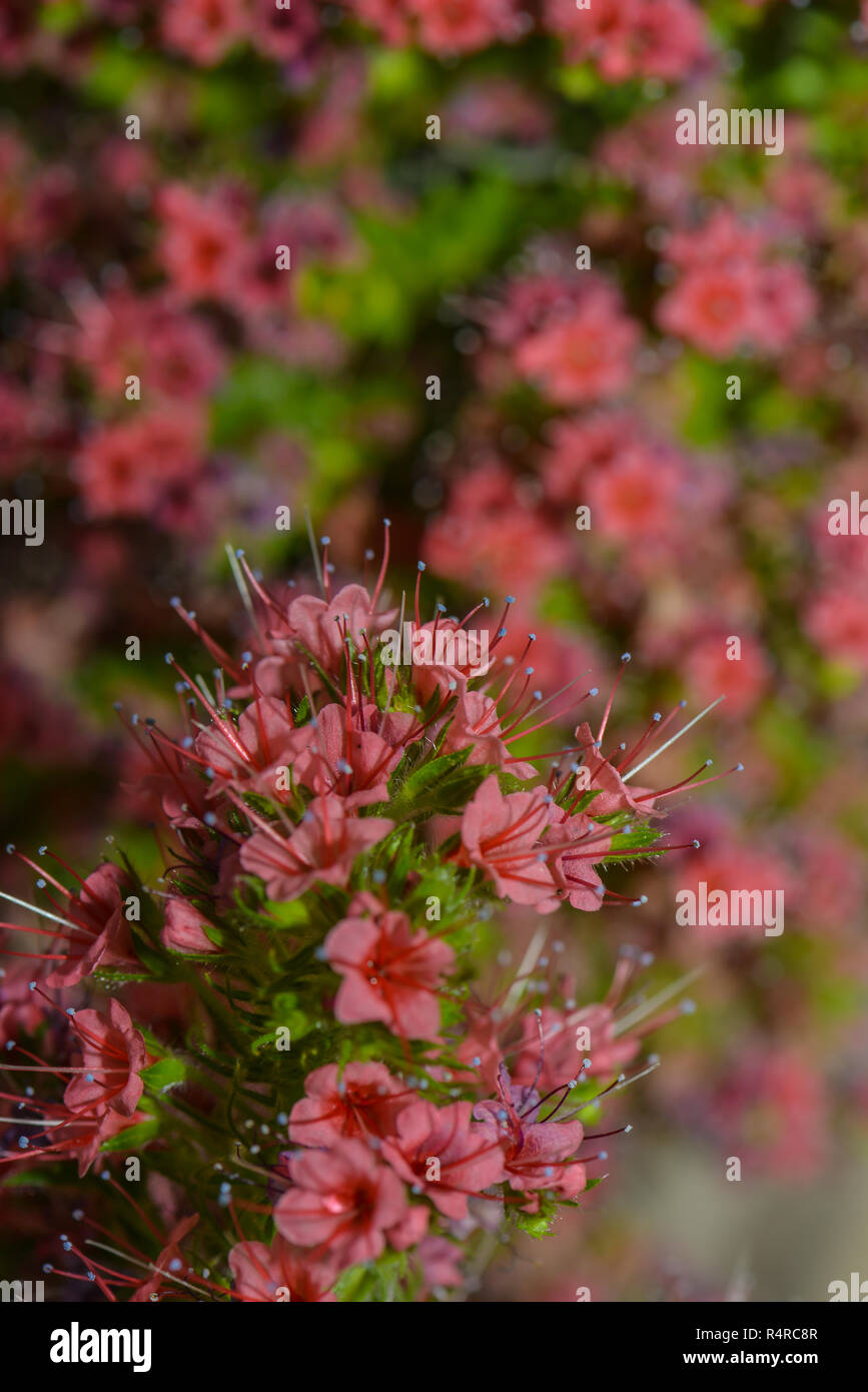 Adderhead hi-res stock photography and images - Alamy