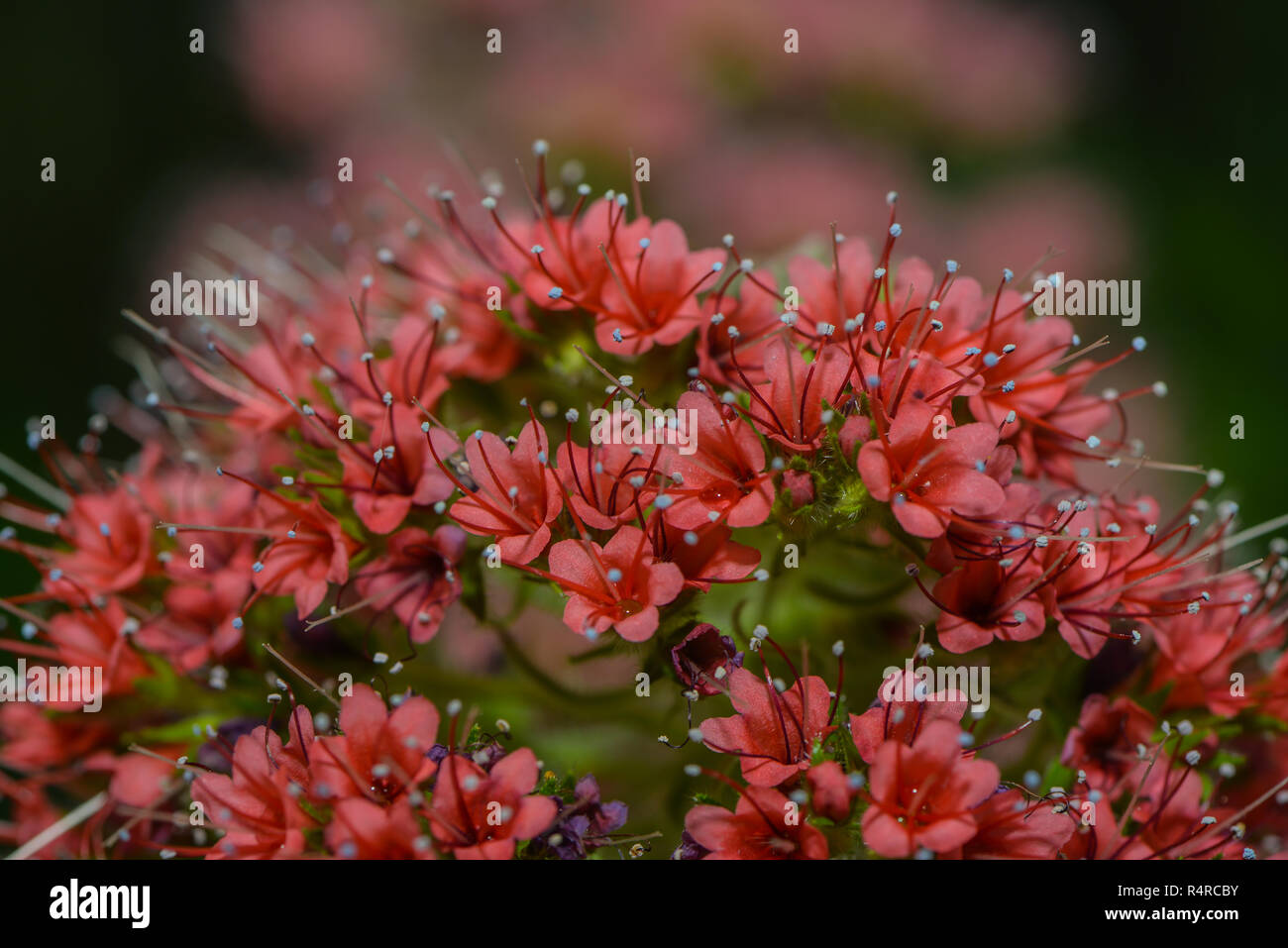 Adderhead hi-res stock photography and images - Alamy