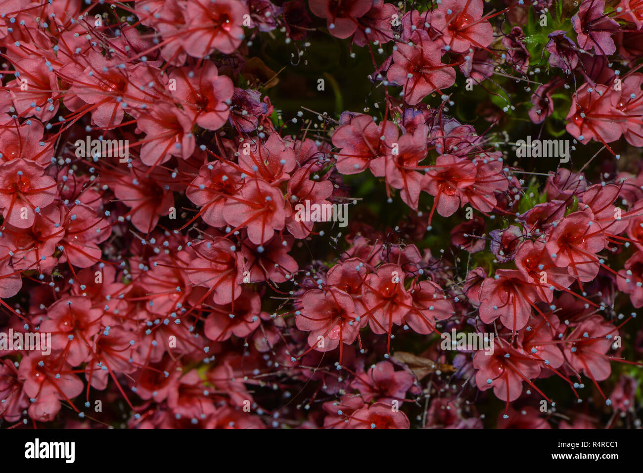 Adderhead hi-res stock photography and images - Alamy