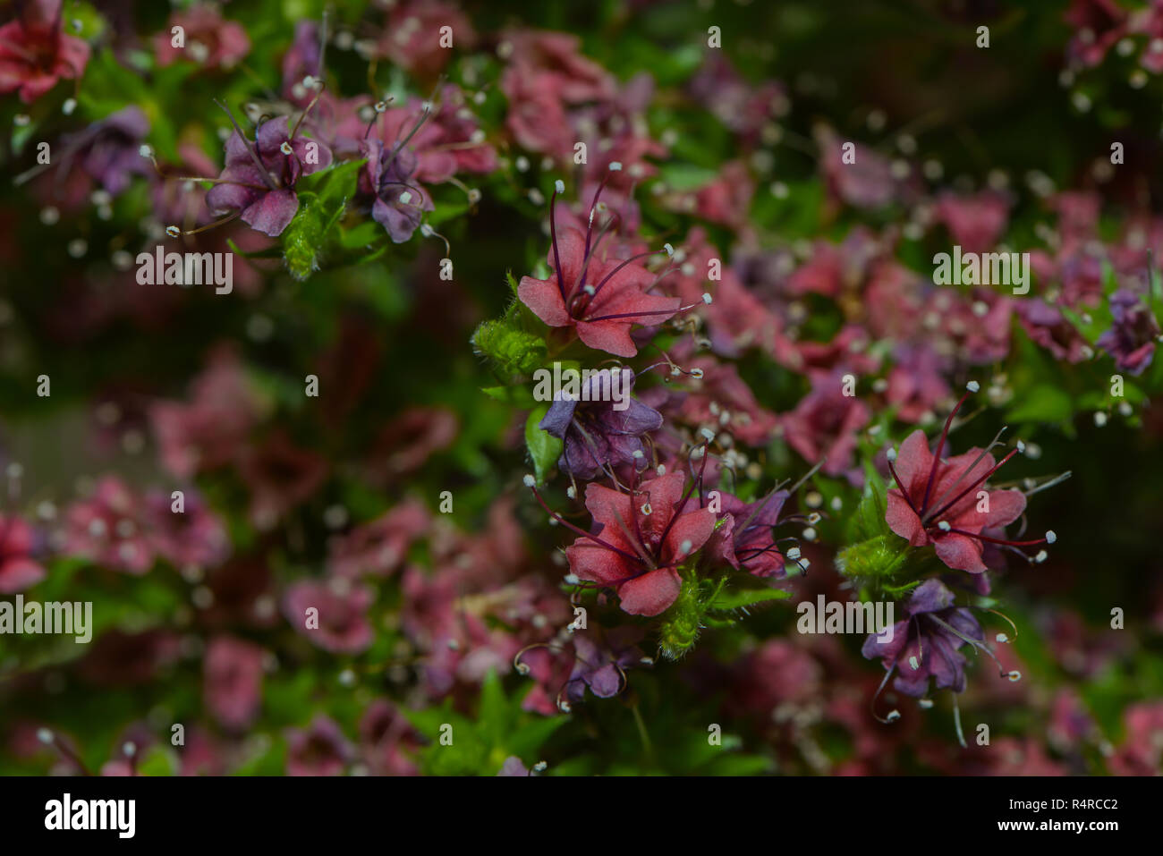 Adderhead hi-res stock photography and images - Alamy