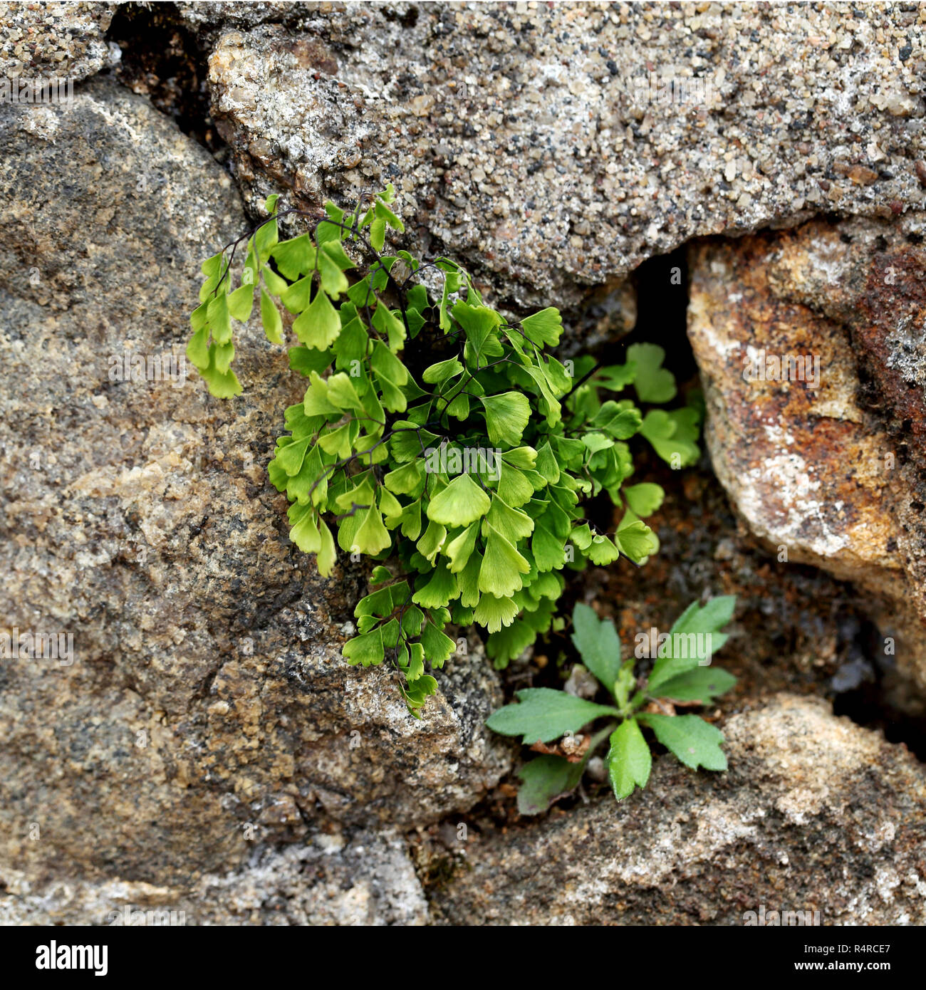Plant growing from the rocks Stock Photo - Alamy