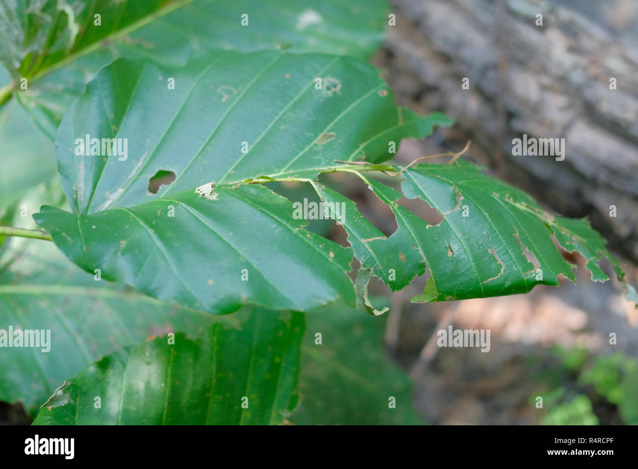 green leaf eaten by insect worm. holes on tee leaves Stock Photo - Alamy
