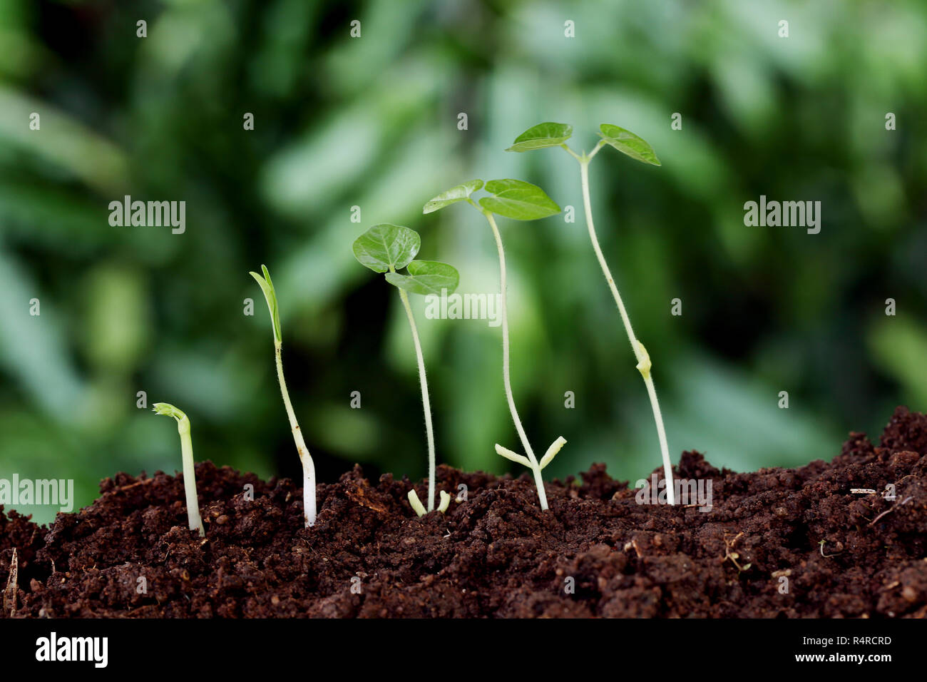 Beginnings and origins hi-res stock photography and images - Alamy