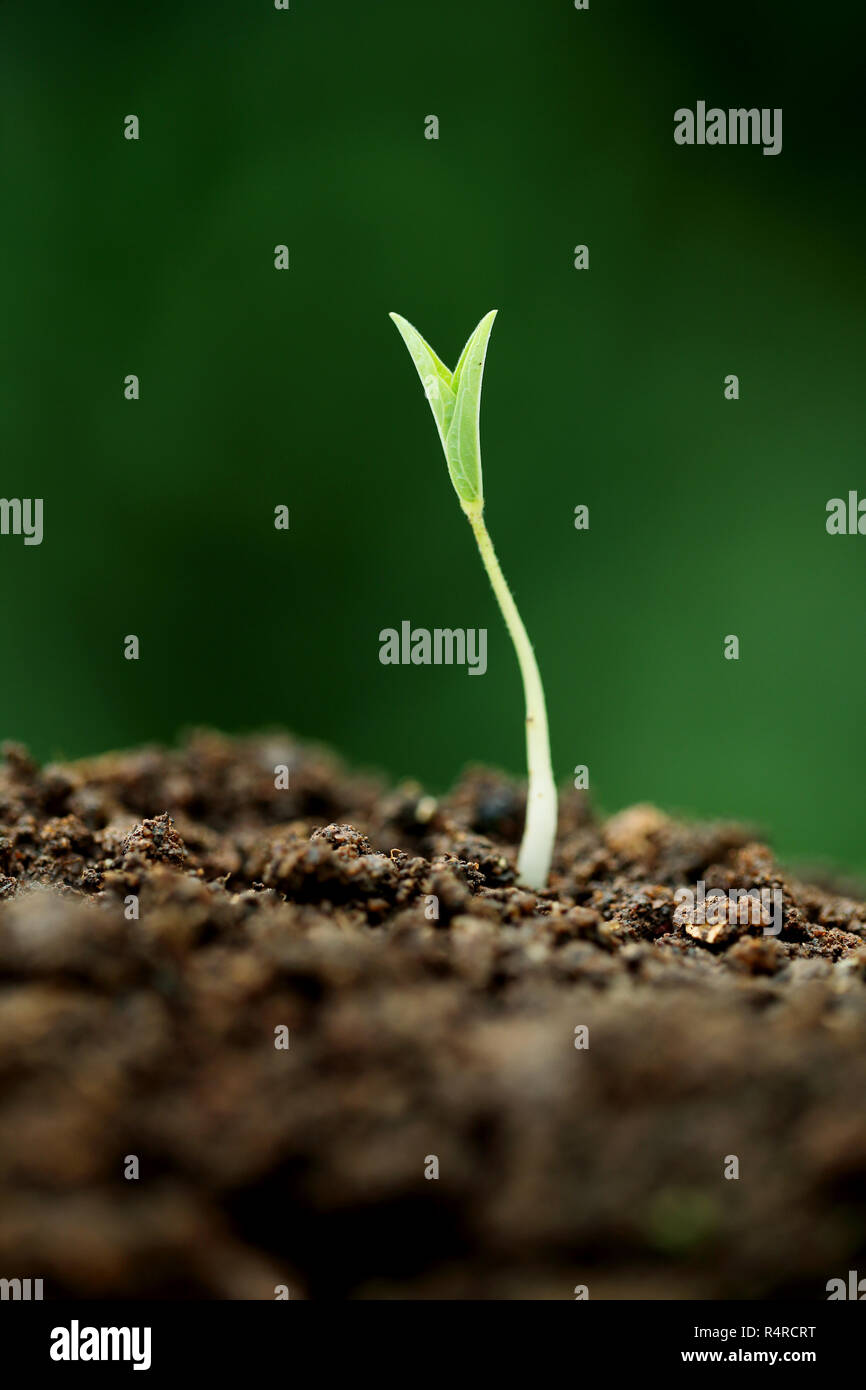 Green sprout growing from soil Stock Photo - Alamy