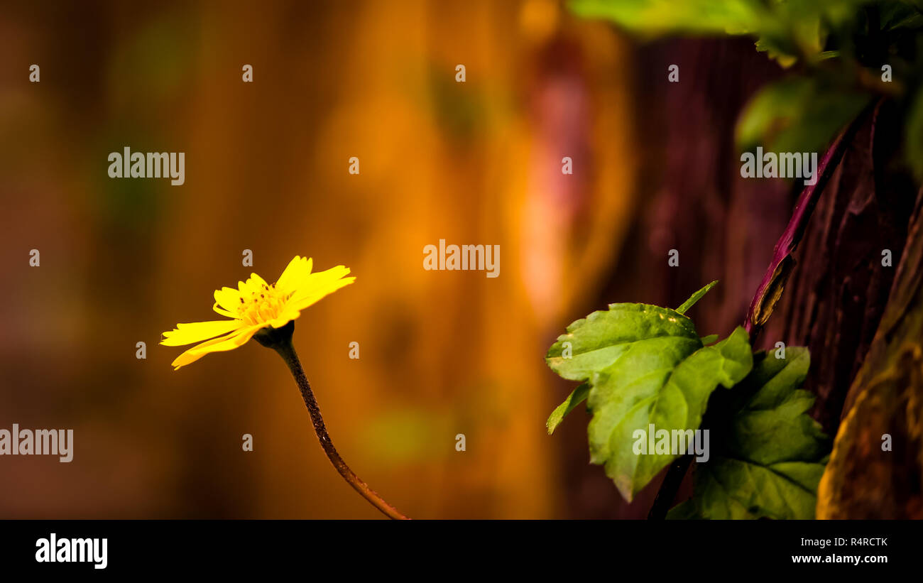 Yellow Flower Landscape Stock Photo - Alamy
