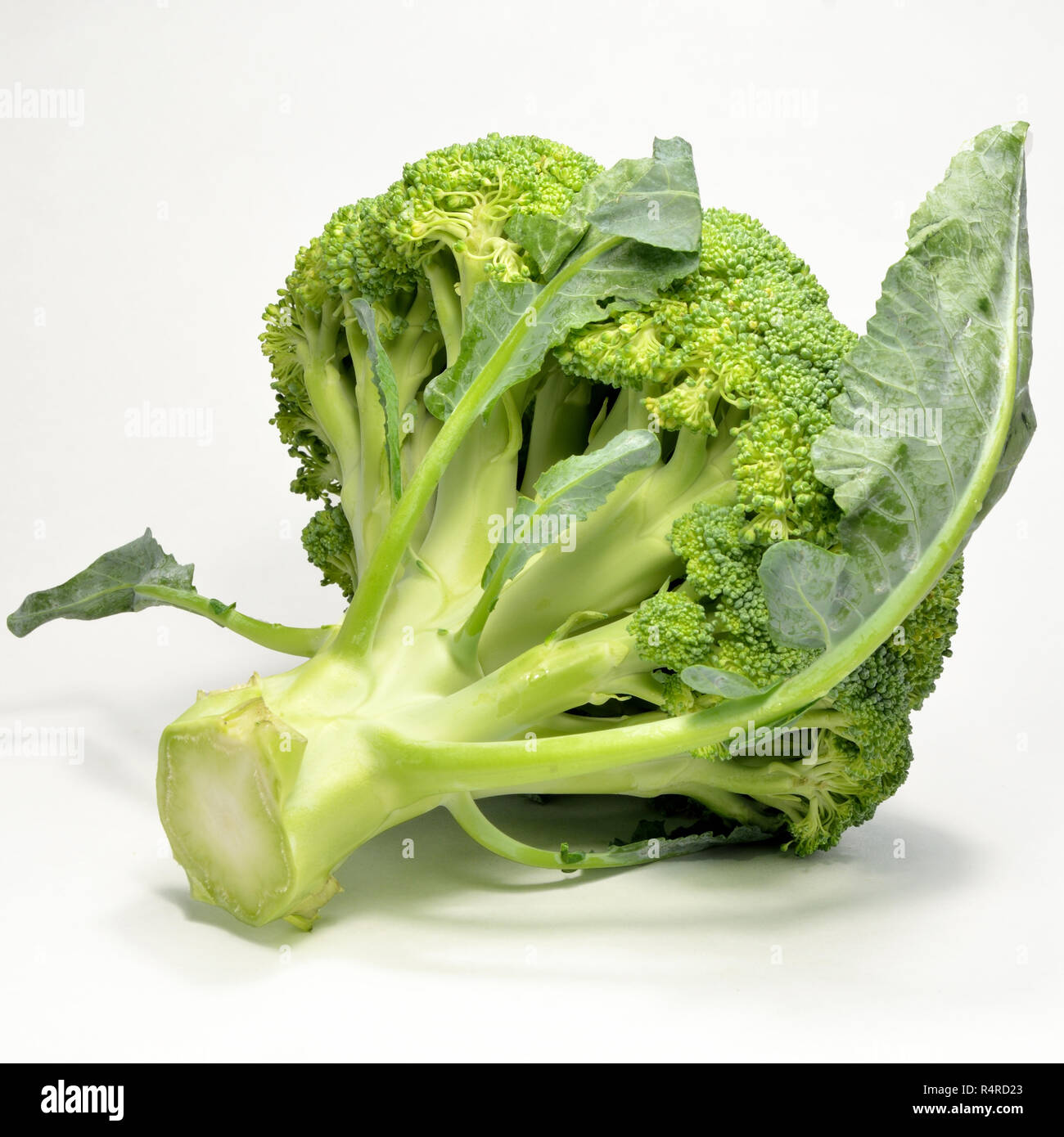 Broccoli isolated on white background Stock Photo - Alamy