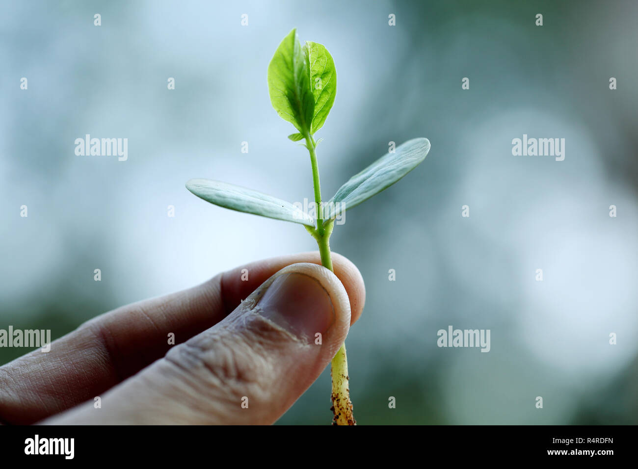 Young plant in hands Stock Photo - Alamy