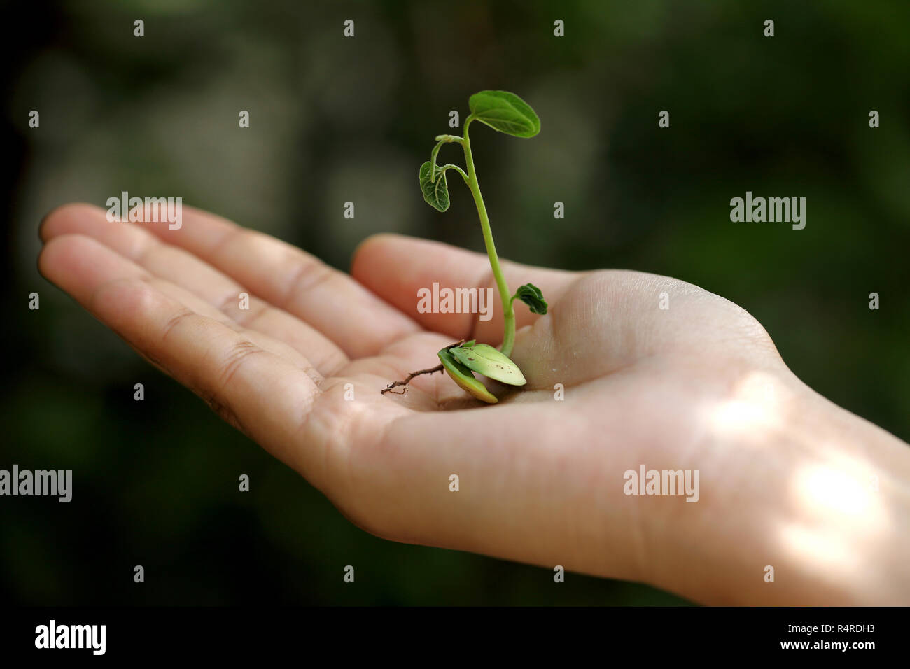 Hand holding small plant Stock Photo - Alamy