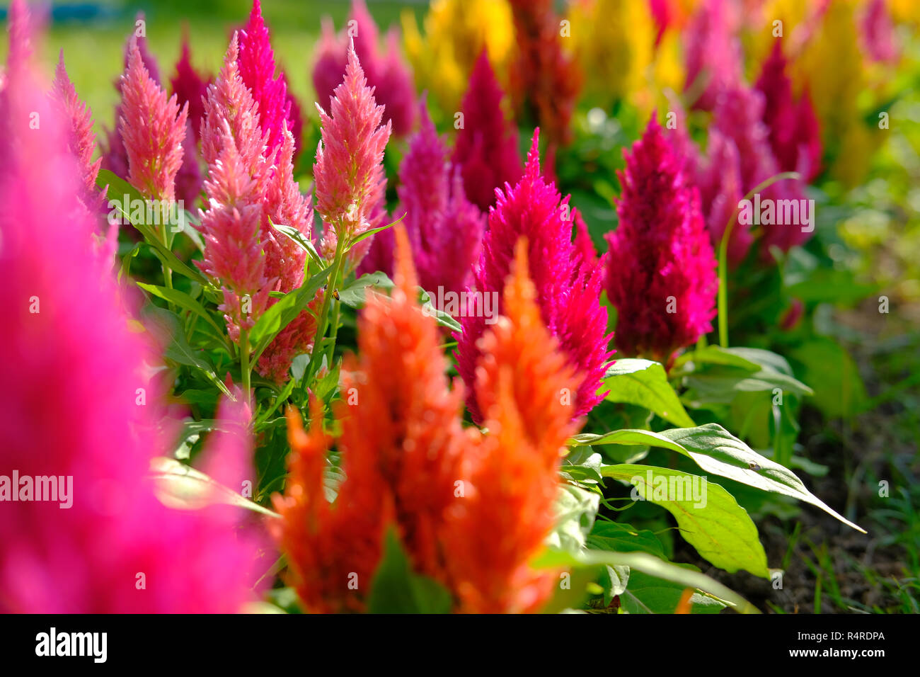 Chinese wool flower hi-res stock photography and images - Alamy