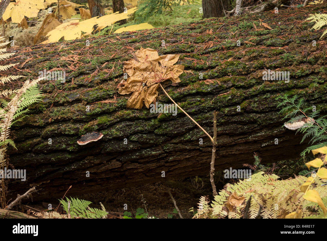 Devils Club leaf on a downed tree, Selkirk Mountains, Idaho Stock Photo ...
