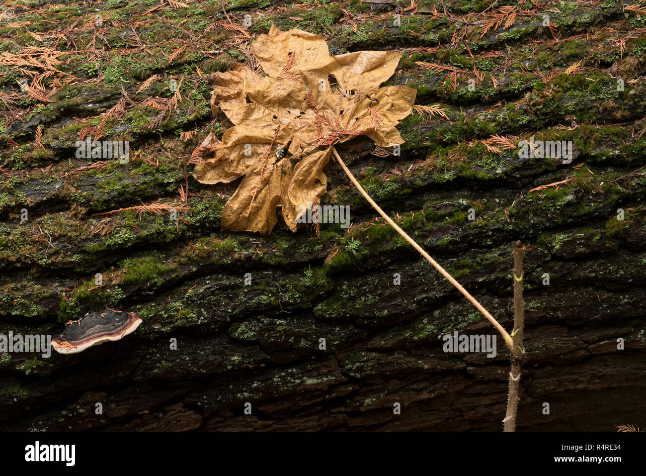 Devils Club leaf on a downed tree, Selkirk Mountains, Idaho Stock Photo ...