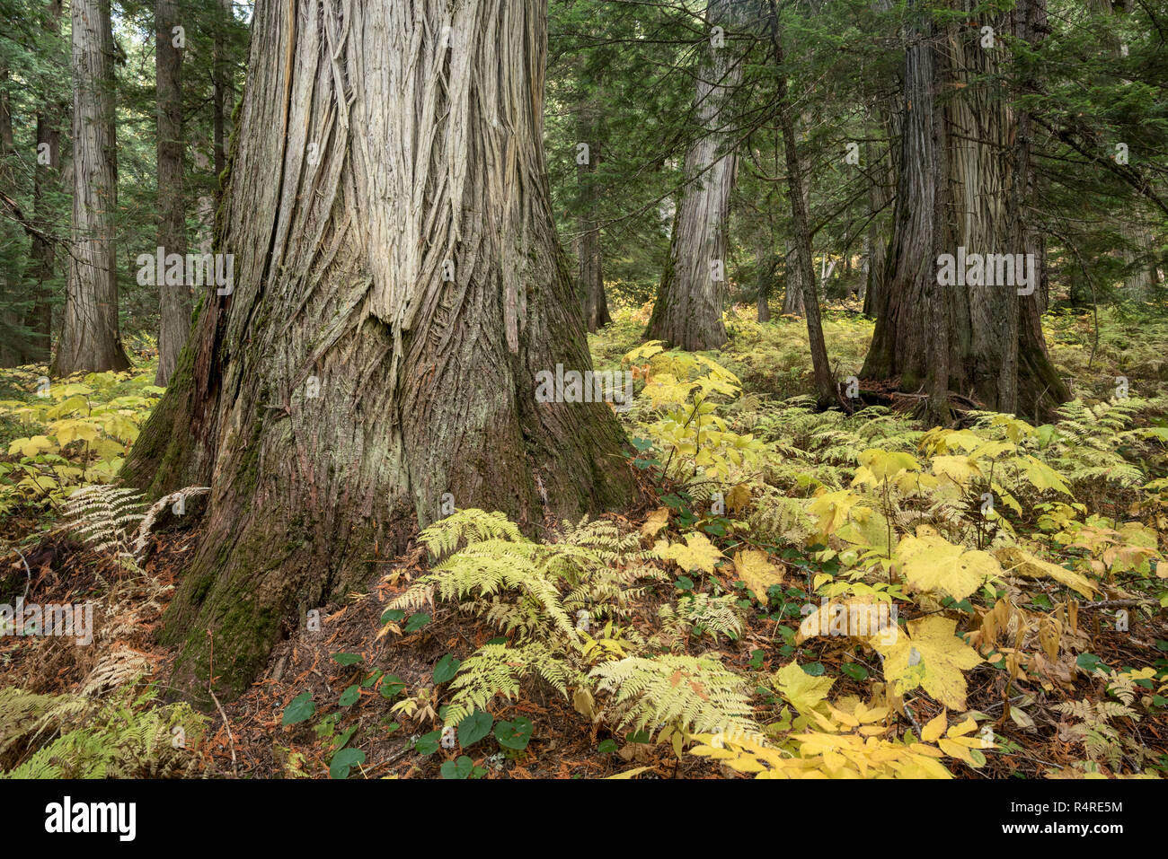 Cedar tree old growth hi-res stock photography and images - Alamy