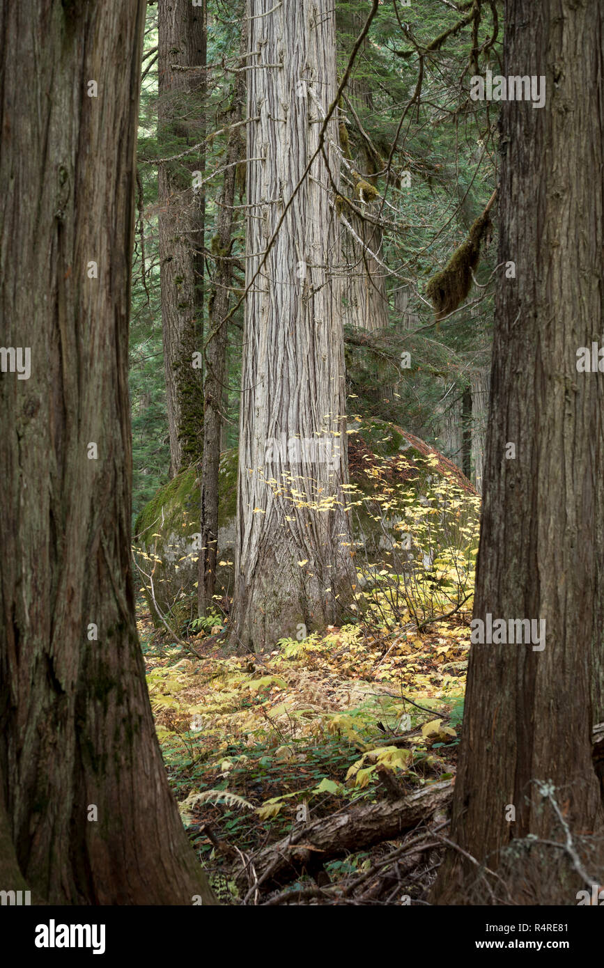 Cedar tree old growth hi-res stock photography and images - Alamy
