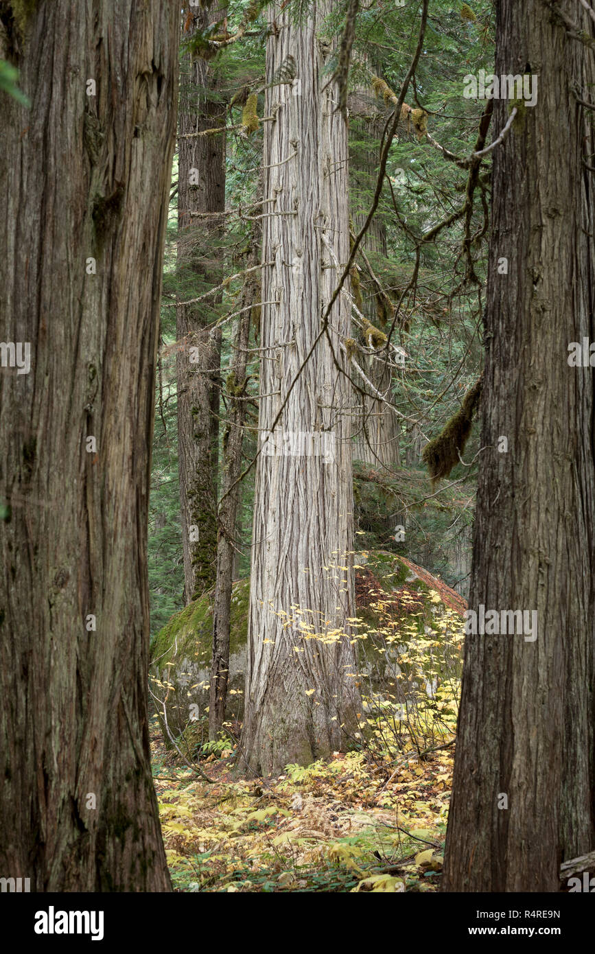 Cedar tree old growth hi-res stock photography and images - Alamy