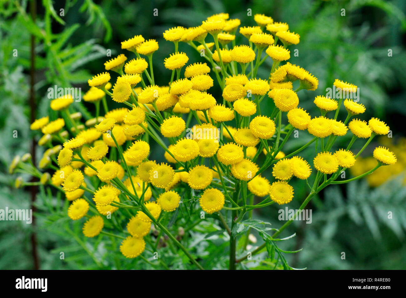 Yellow tansy Tanacetum vulgare growing in a meadow Stock Photo - Alamy