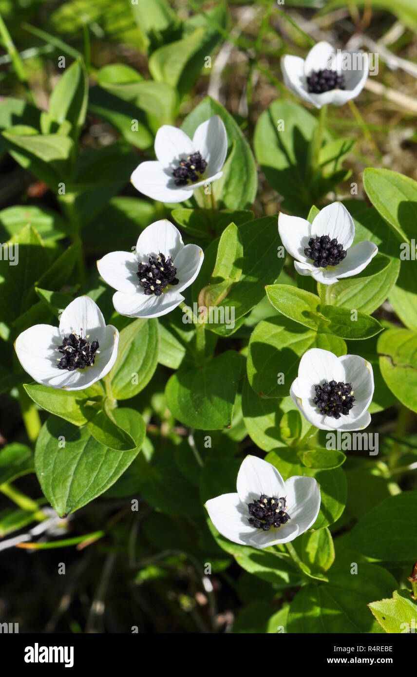 Dwarf cornel cornus suecica hi-res stock photography and images - Alamy