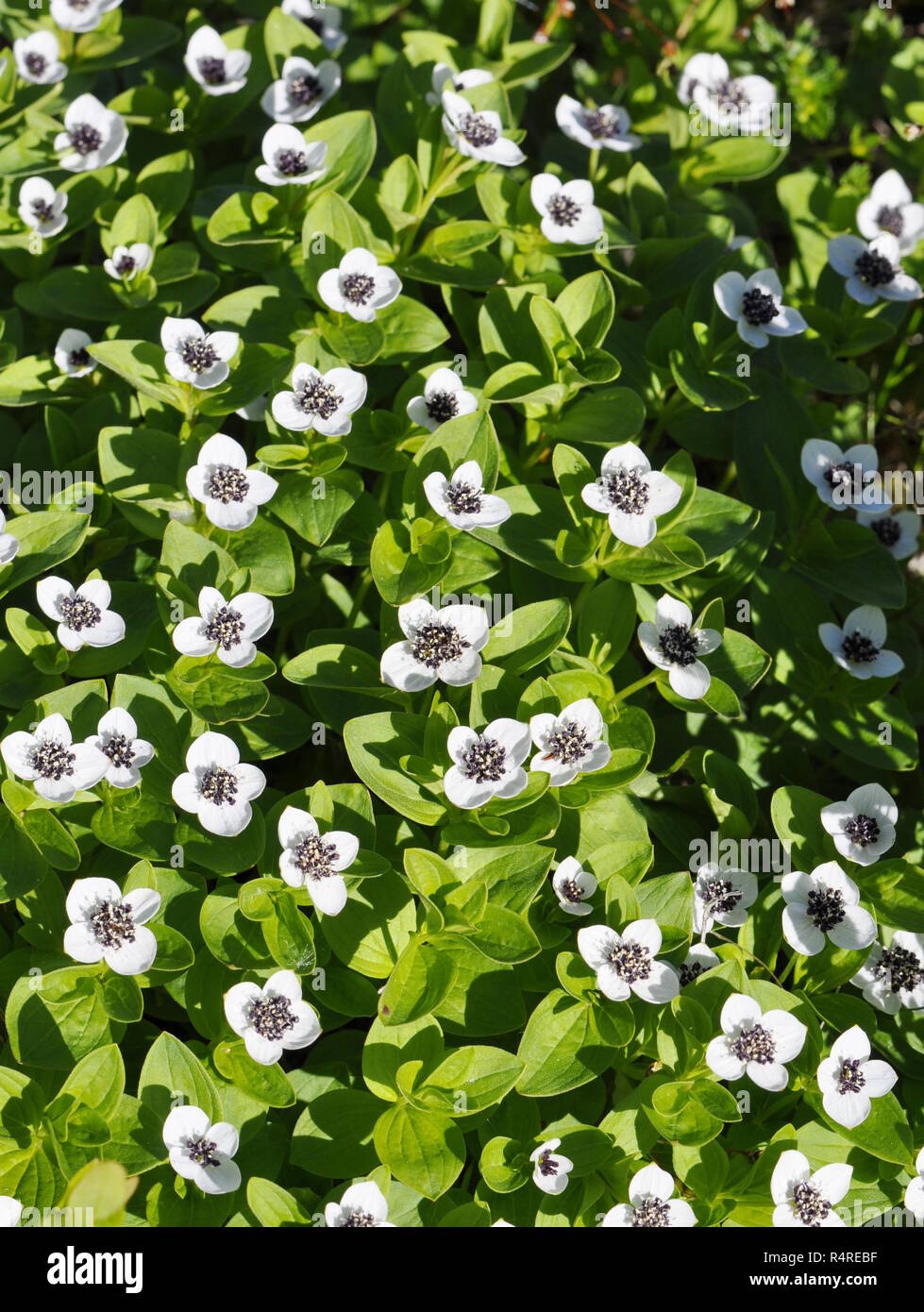 Dwarf cornel Cornus suecica flowering in spring Stock Photo - Alamy