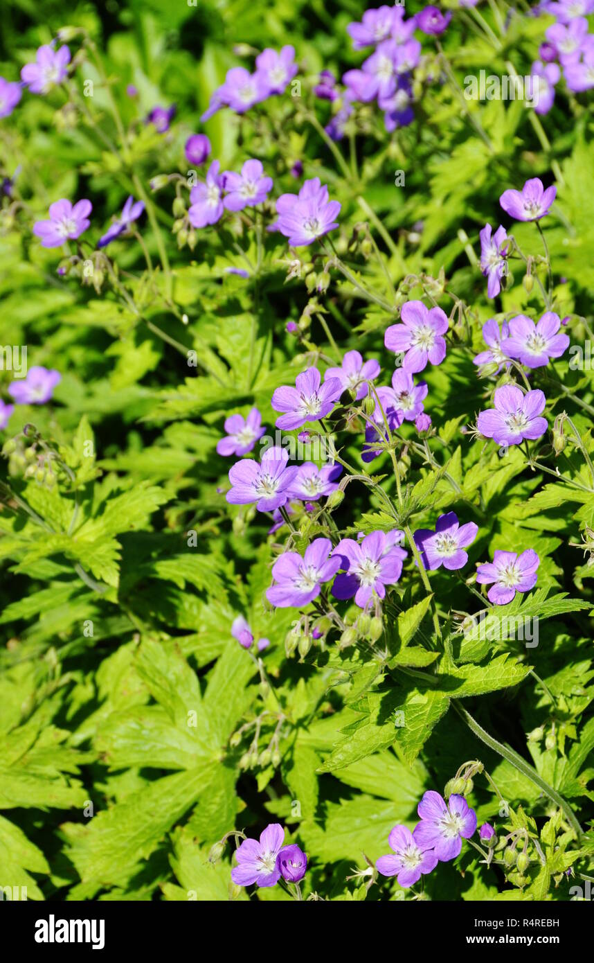 Woodland geranium Geranium sylvaticum flowering Stock Photo - Alamy