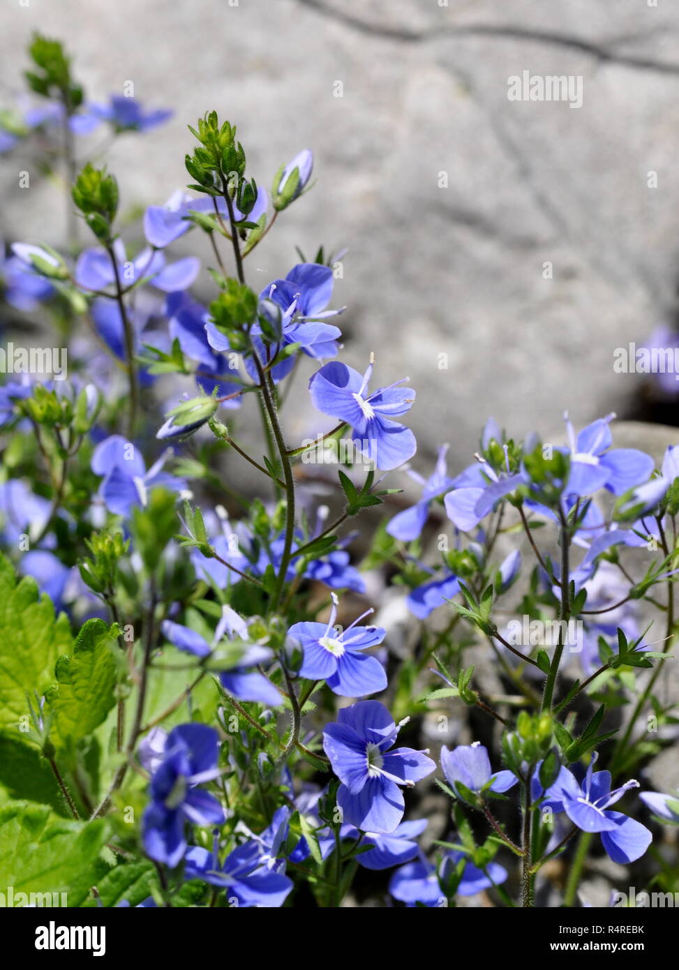The European wildflower bird's-eye speedwell Veronica chamaedrys Stock ...