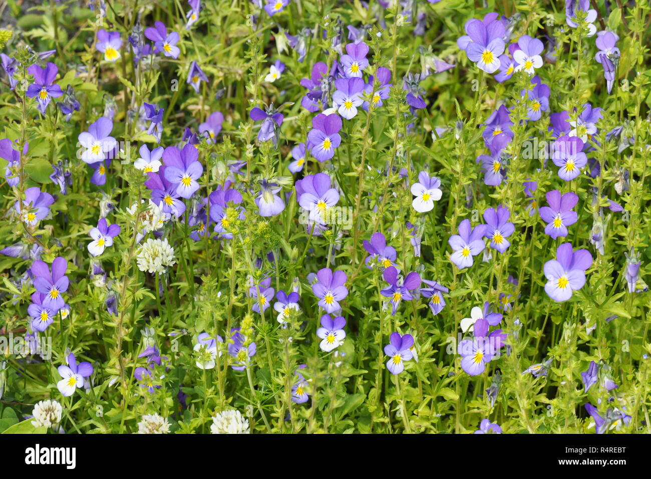 Viola tricolor wild hi-res stock photography and images - Alamy