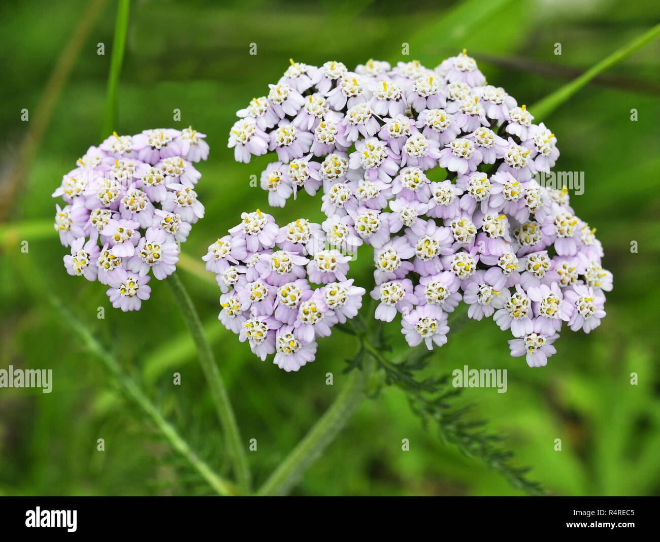 Common yarrow achillea millefolium hi-res stock photography and images ...