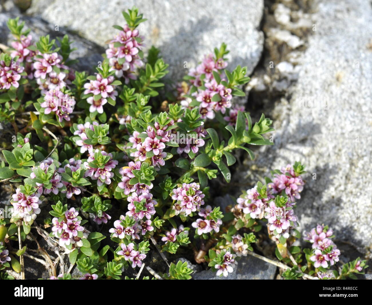 Glaux maritima hi-res stock photography and images - Alamy