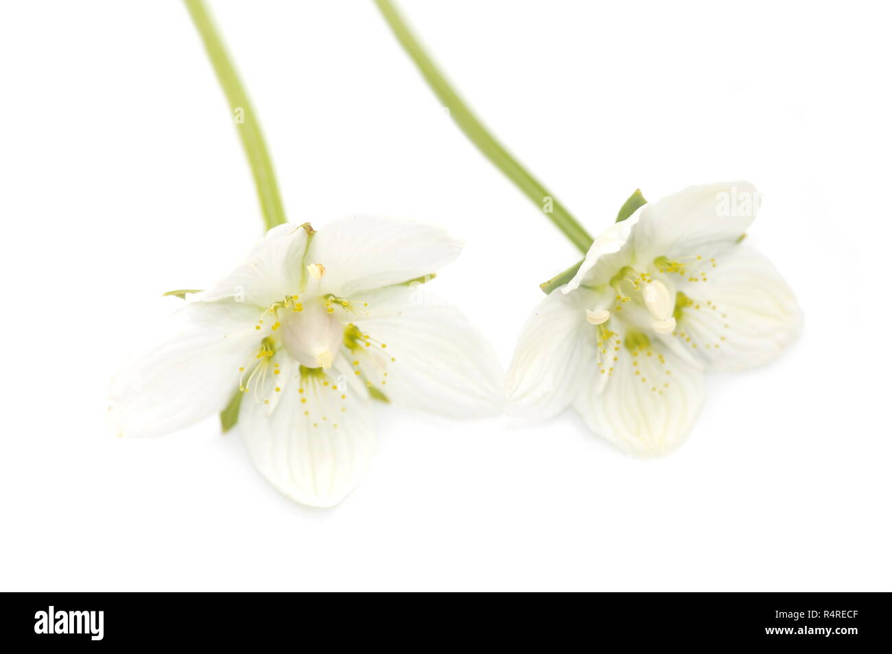 Marsh grass hi-res stock photography and images - Alamy