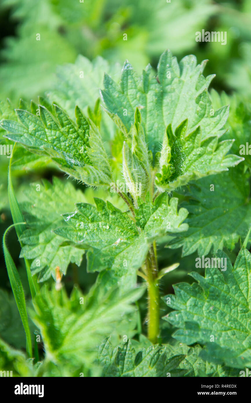 Nettles (urtica) natural wild plant, healthy herbal Stock Photo - Alamy
