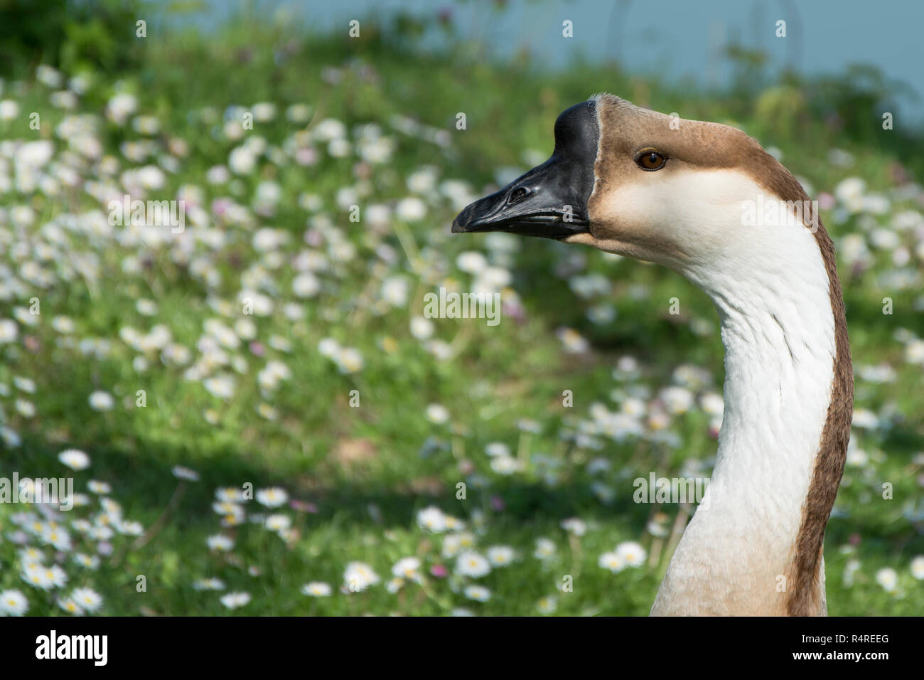 Image of head goose on nature Stock Photo - Alamy