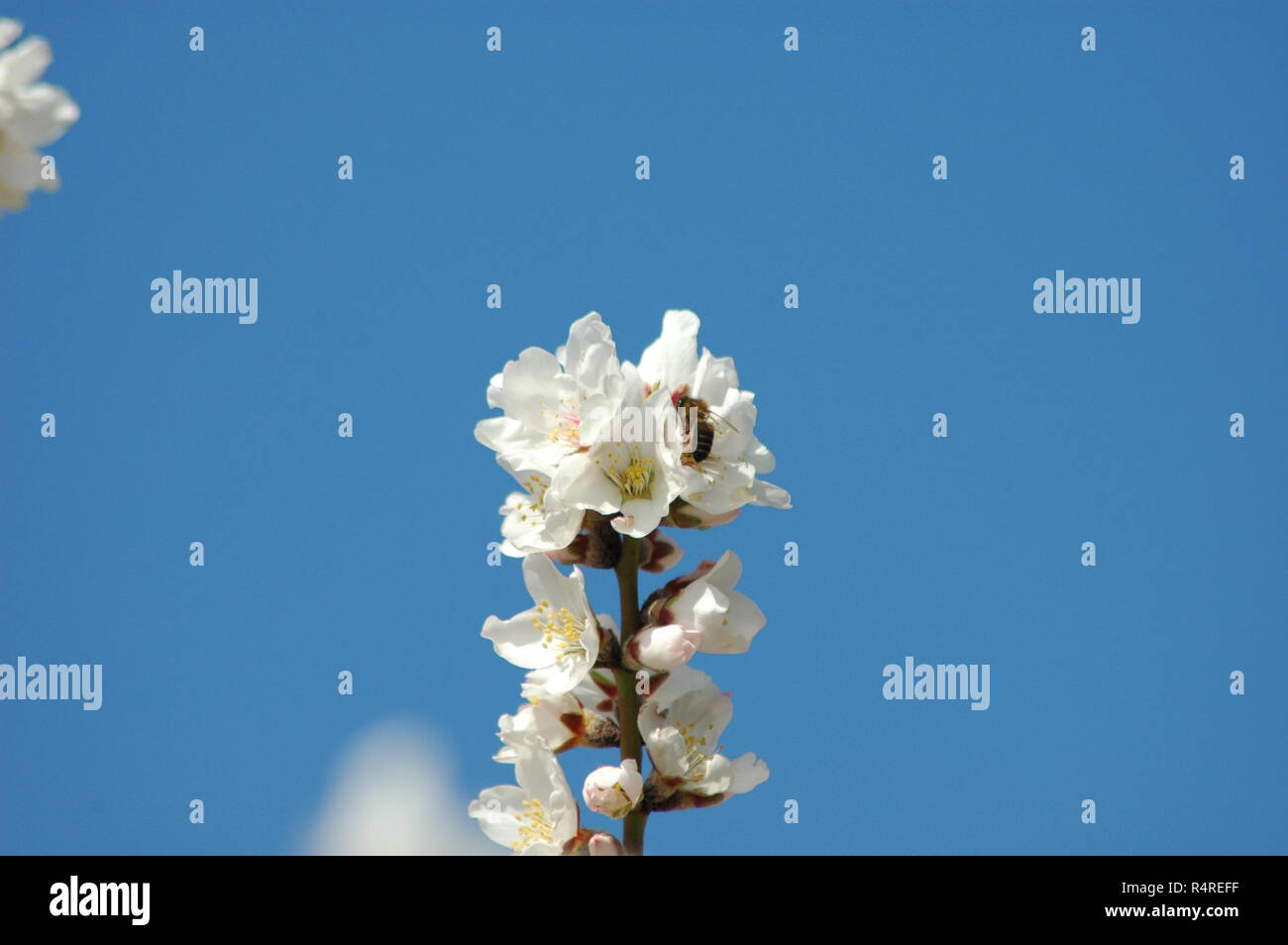 almond blossom in spain Stock Photo - Alamy