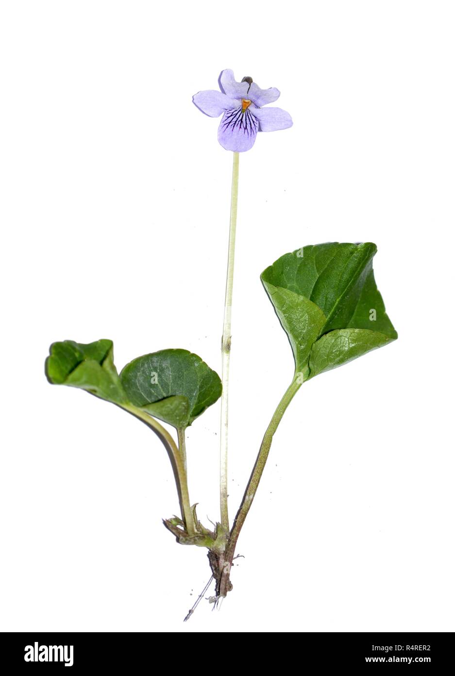 Alpine marsh violet Viola palustris on white background Stock Photo - Alamy