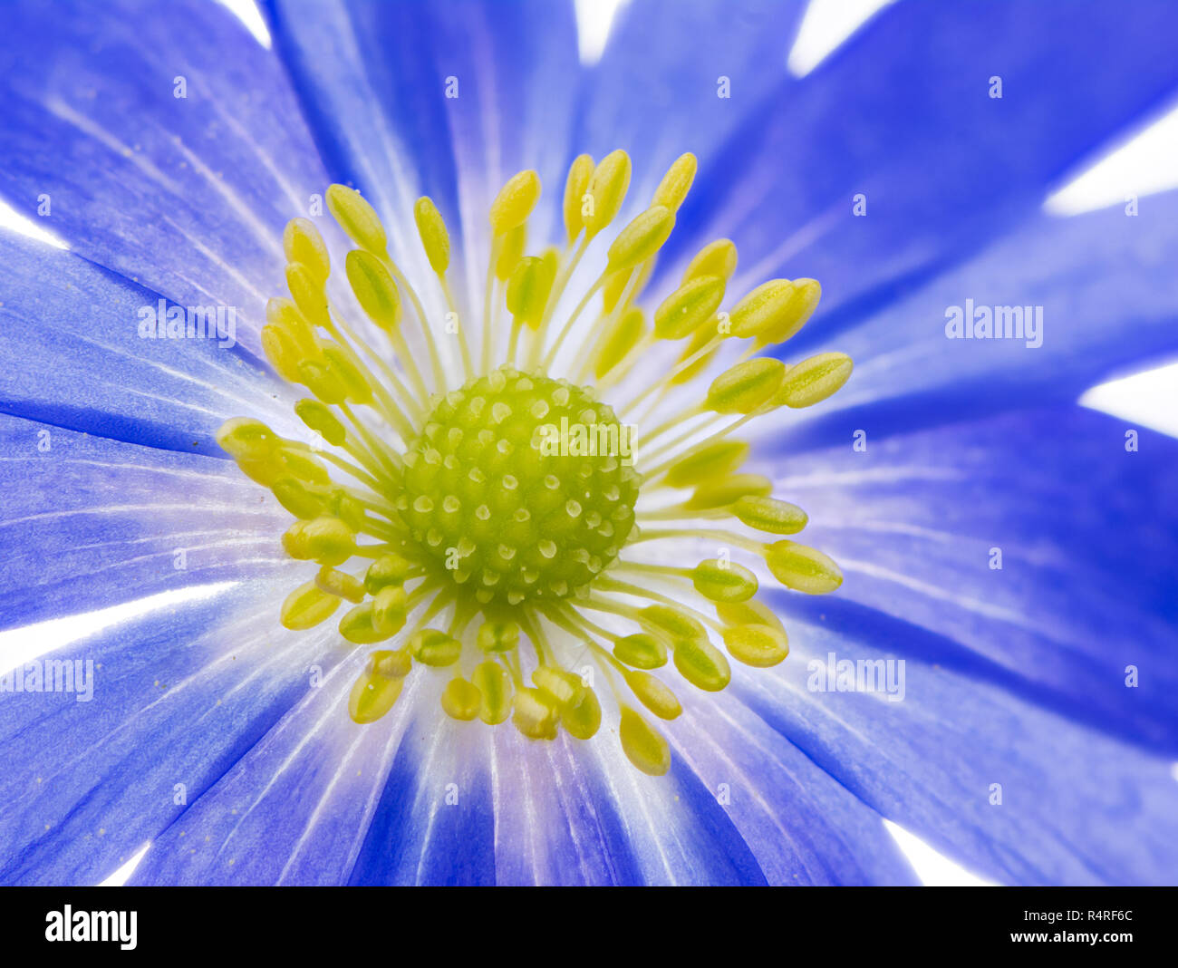 Blue winter windflower anemone blanda Stock Photo - Alamy