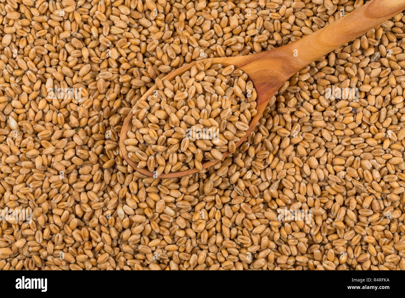 Wheat grain on white Stock Photo - Alamy