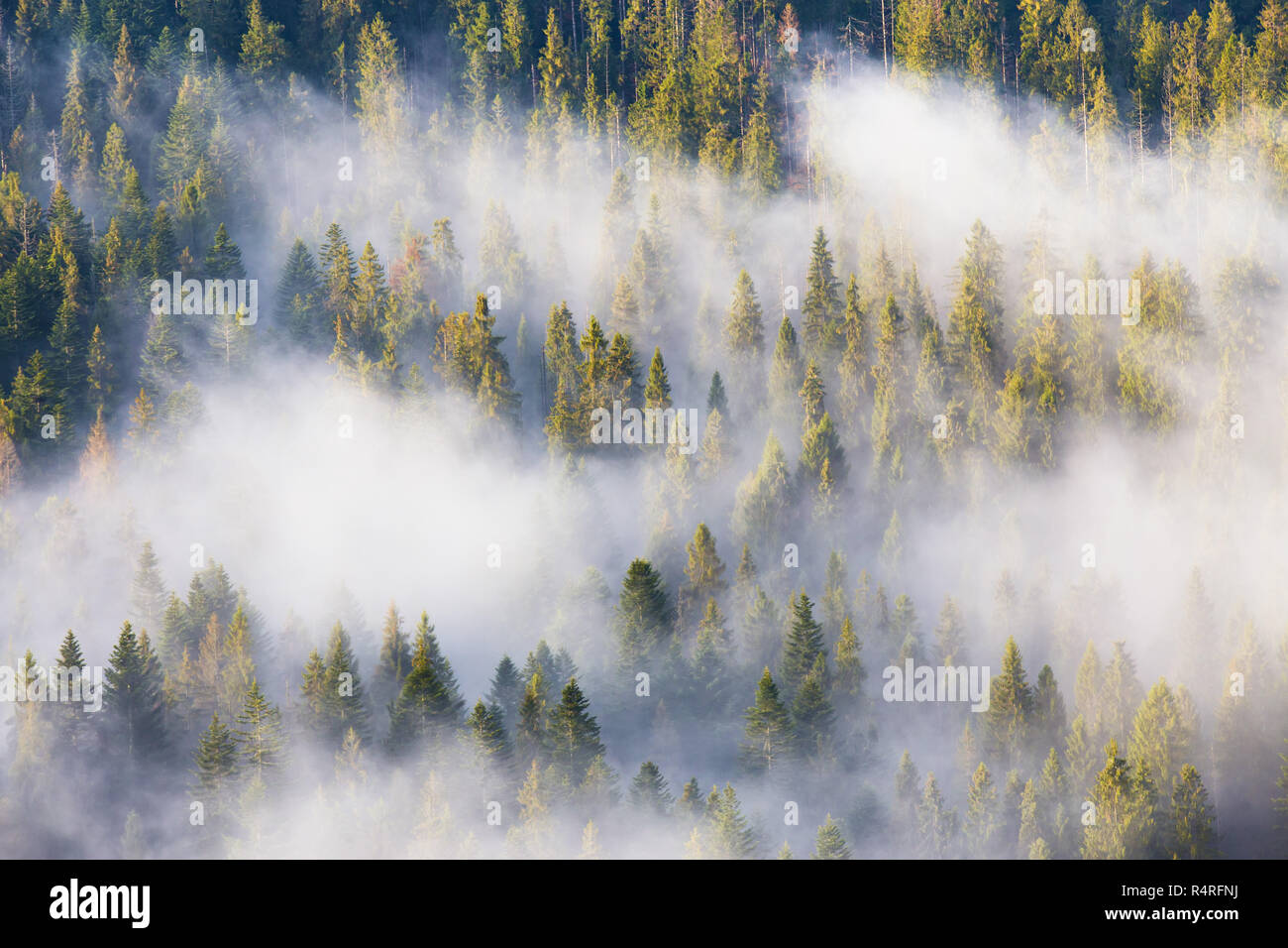 Majesty of nature, misty coniferous forest at sunrise. Morning in ...