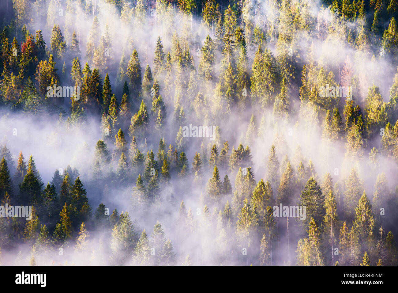 Fog and sun rays on the pine and fir forest Stock Photo - Alamy
