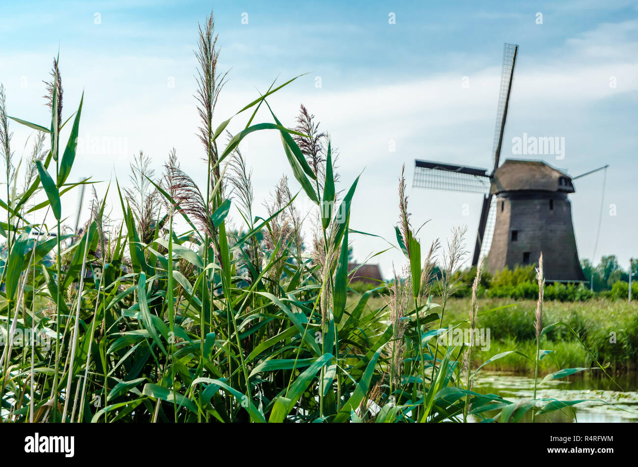 Typical Dutch landscape in Alkmaar, the Netherlands Stock Photo - Alamy