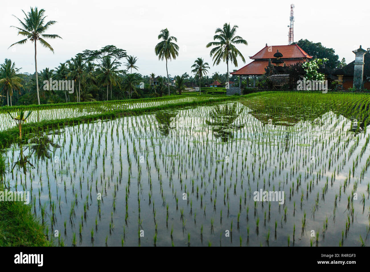 Green rice terraces in Bali island, Indonesia Stock Photo - Alamy