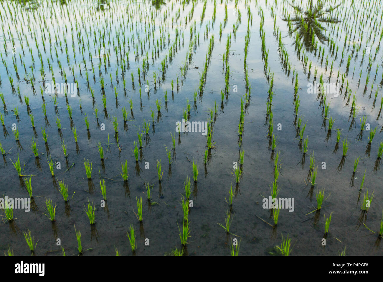 Green rice terraces close-up, Indonesia Stock Photo - Alamy
