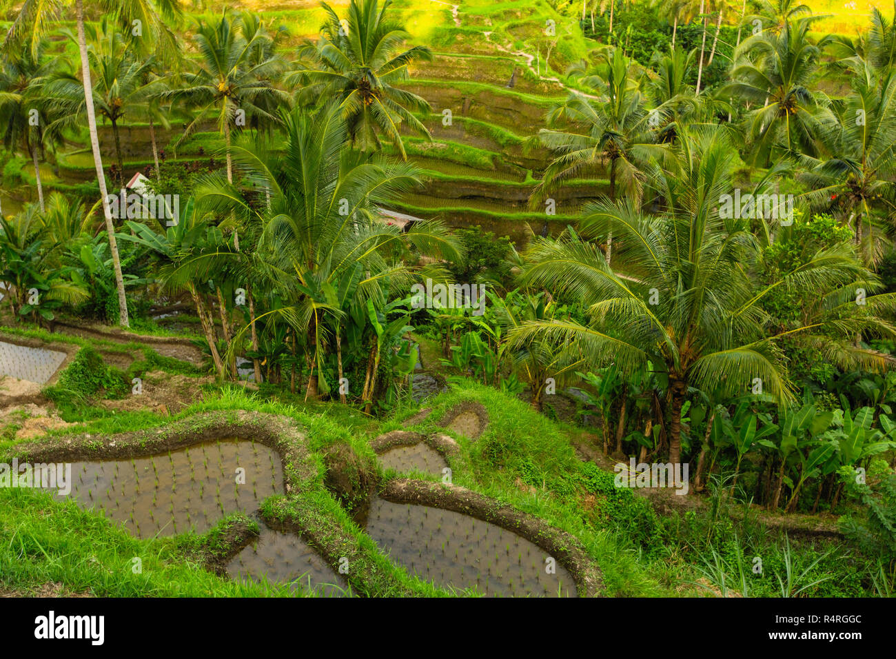 Green rice terraces in Bali island, Indonesia Stock Photo - Alamy